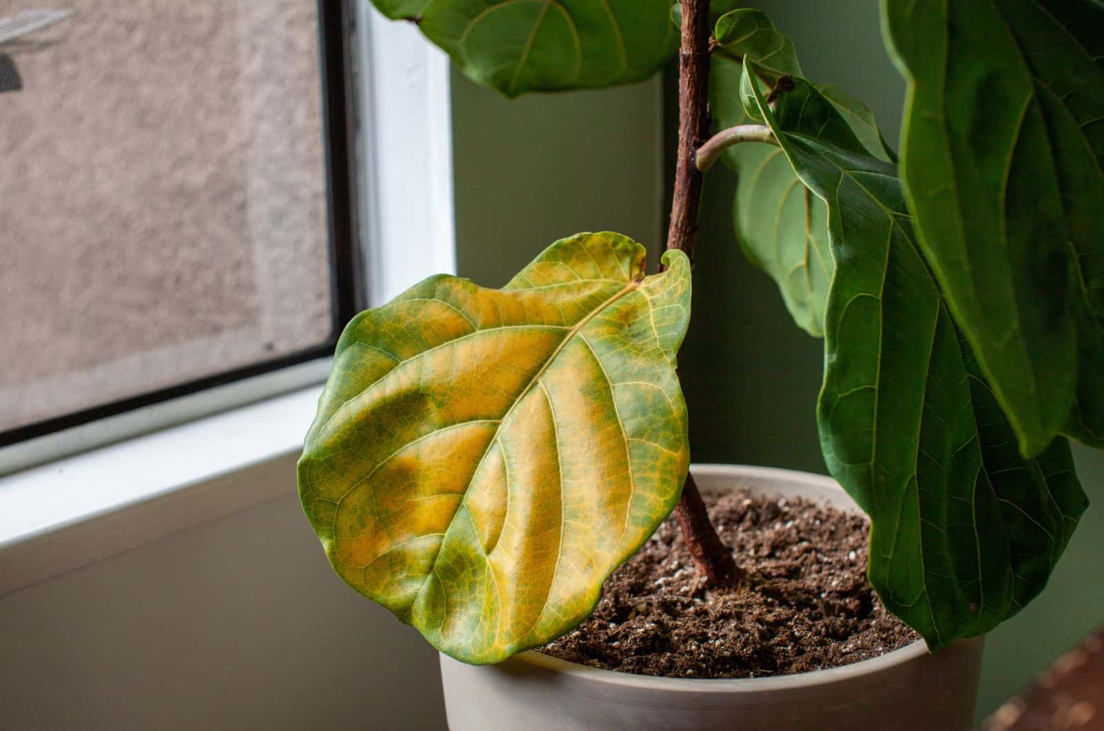 Signos De Un Higo De Hoja De Viol n Con Exceso De Agua Y C mo Salvar